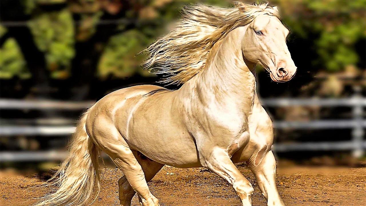 IL CAVALLO PI BELLO DEL MONDO