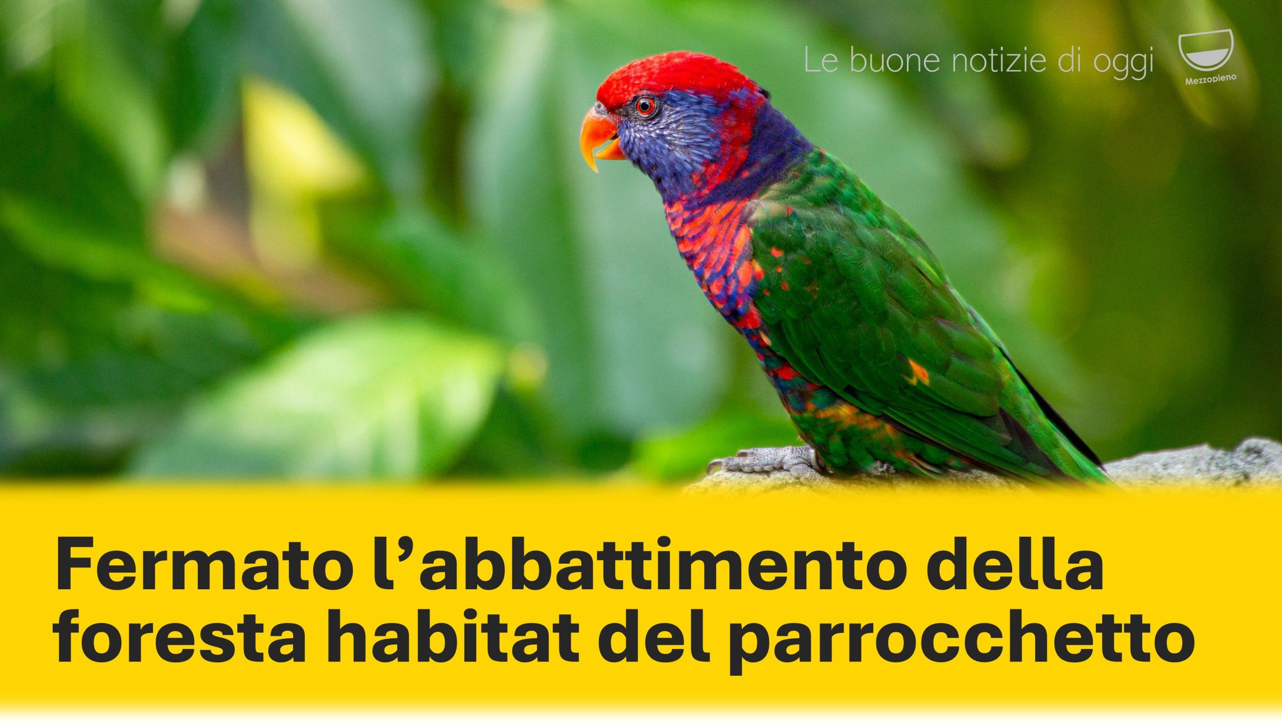 FERMATO L'ABBATTIMENTO DELLA FORESTA HABITAT DEL PARROCCHETTO
