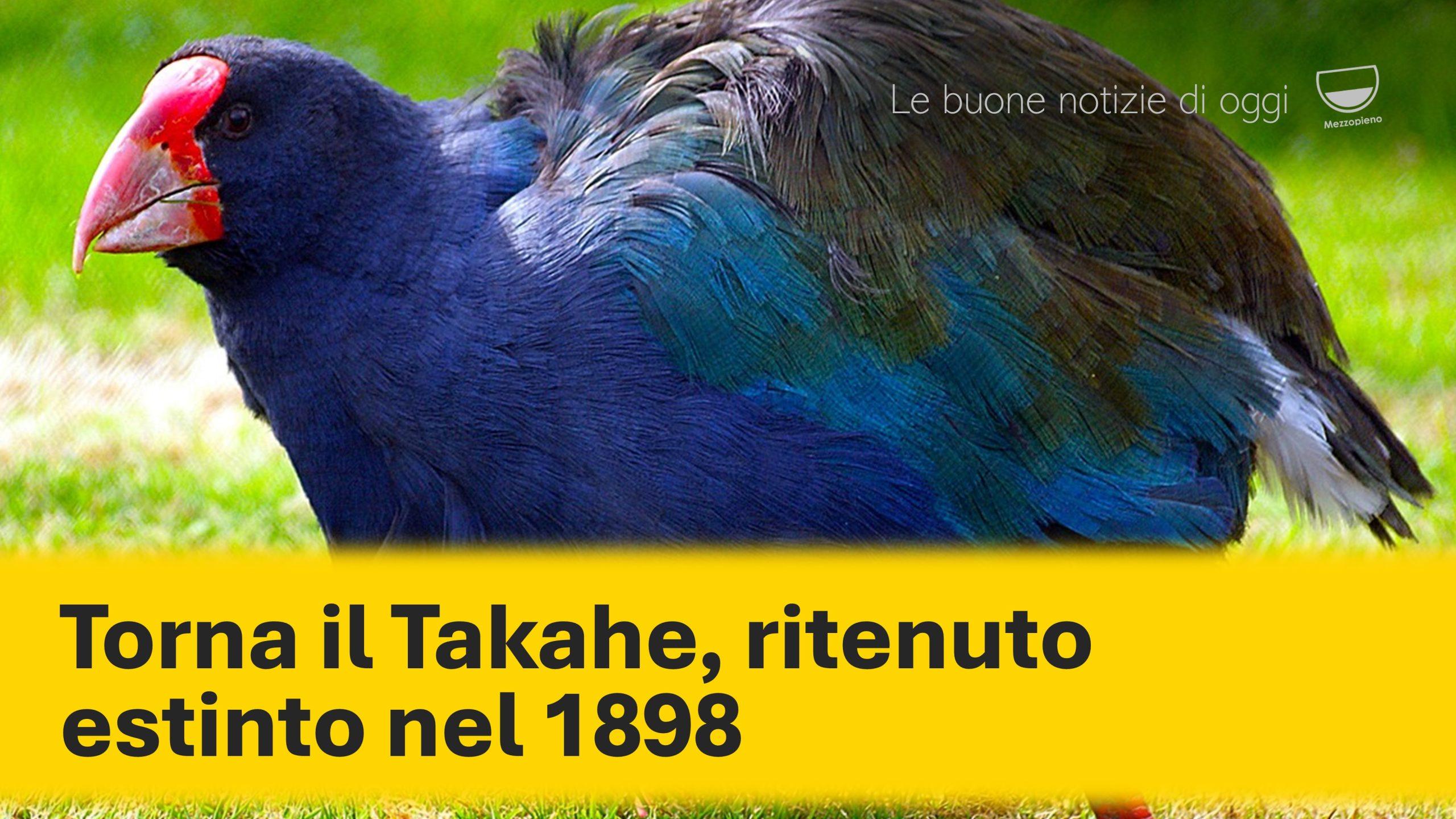 TORNA IL TAKAHE, RITENUTO ESTINTO NEL 1898