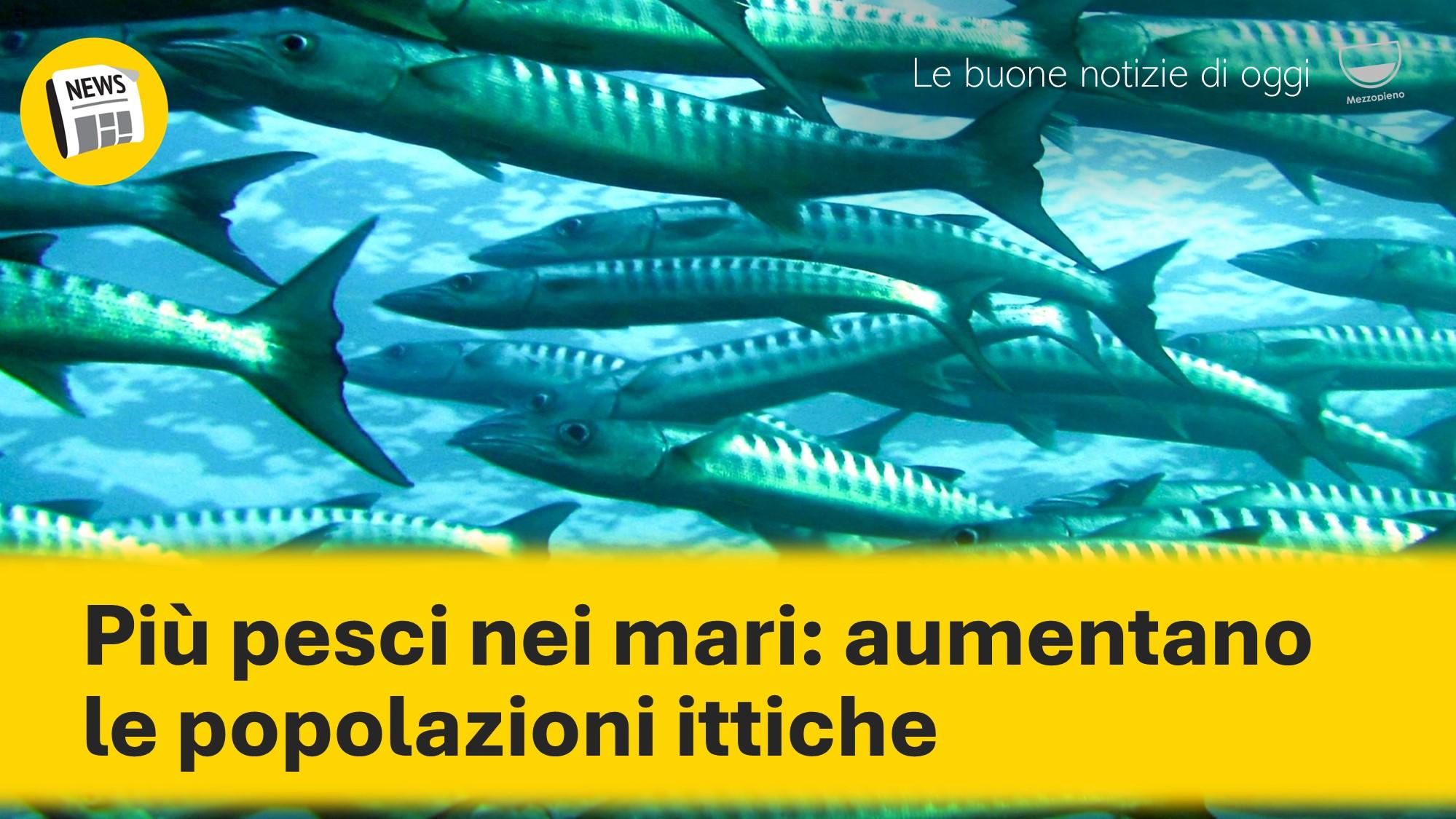 PIÙ PESCI NEI MARI: AUMENTANO LE POPOLAZIONI ITTICHE