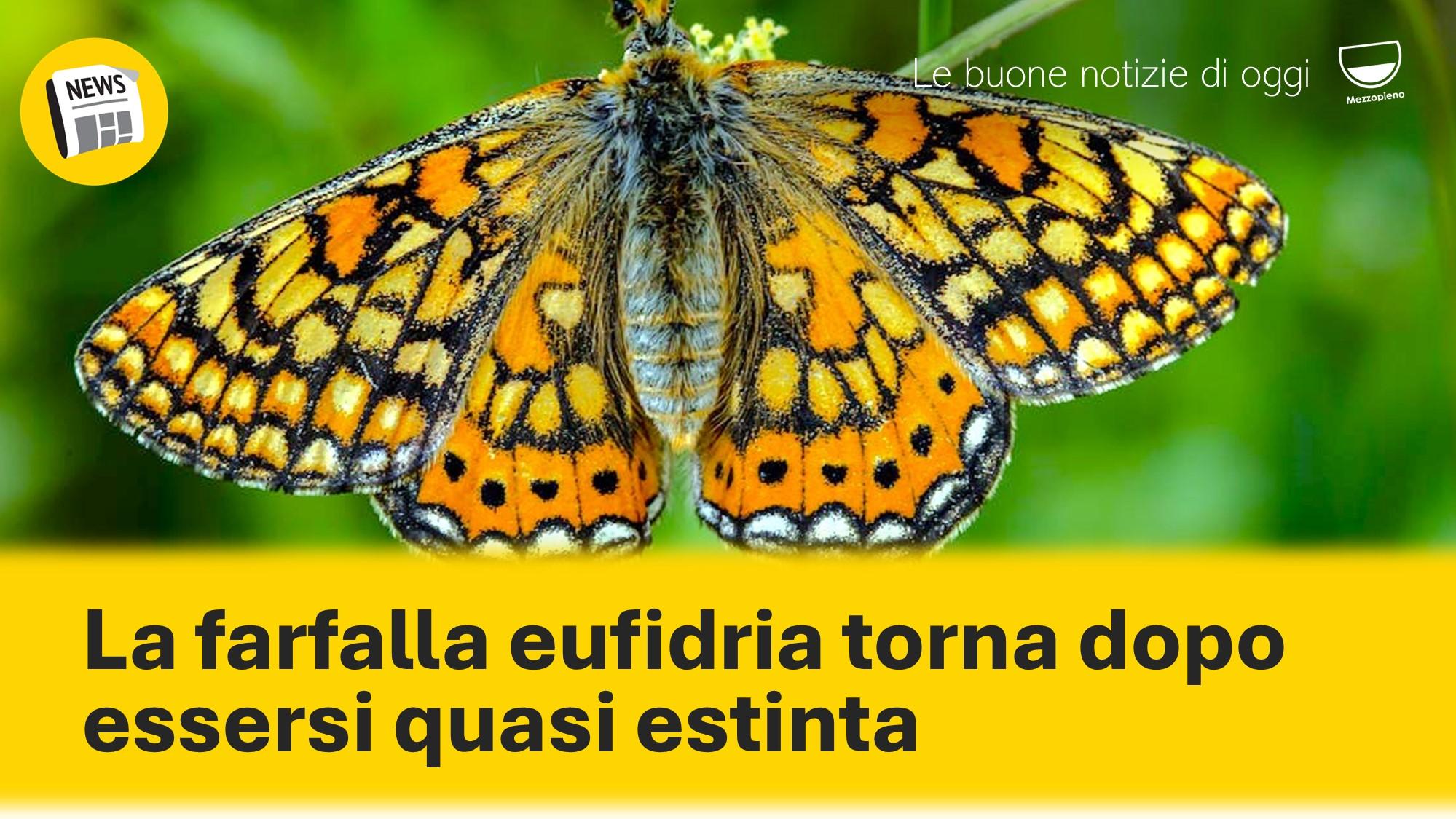 LA FARFALLA EUFIDRIA TORNA DOPO ESSERSI QUASI ESTINTA
