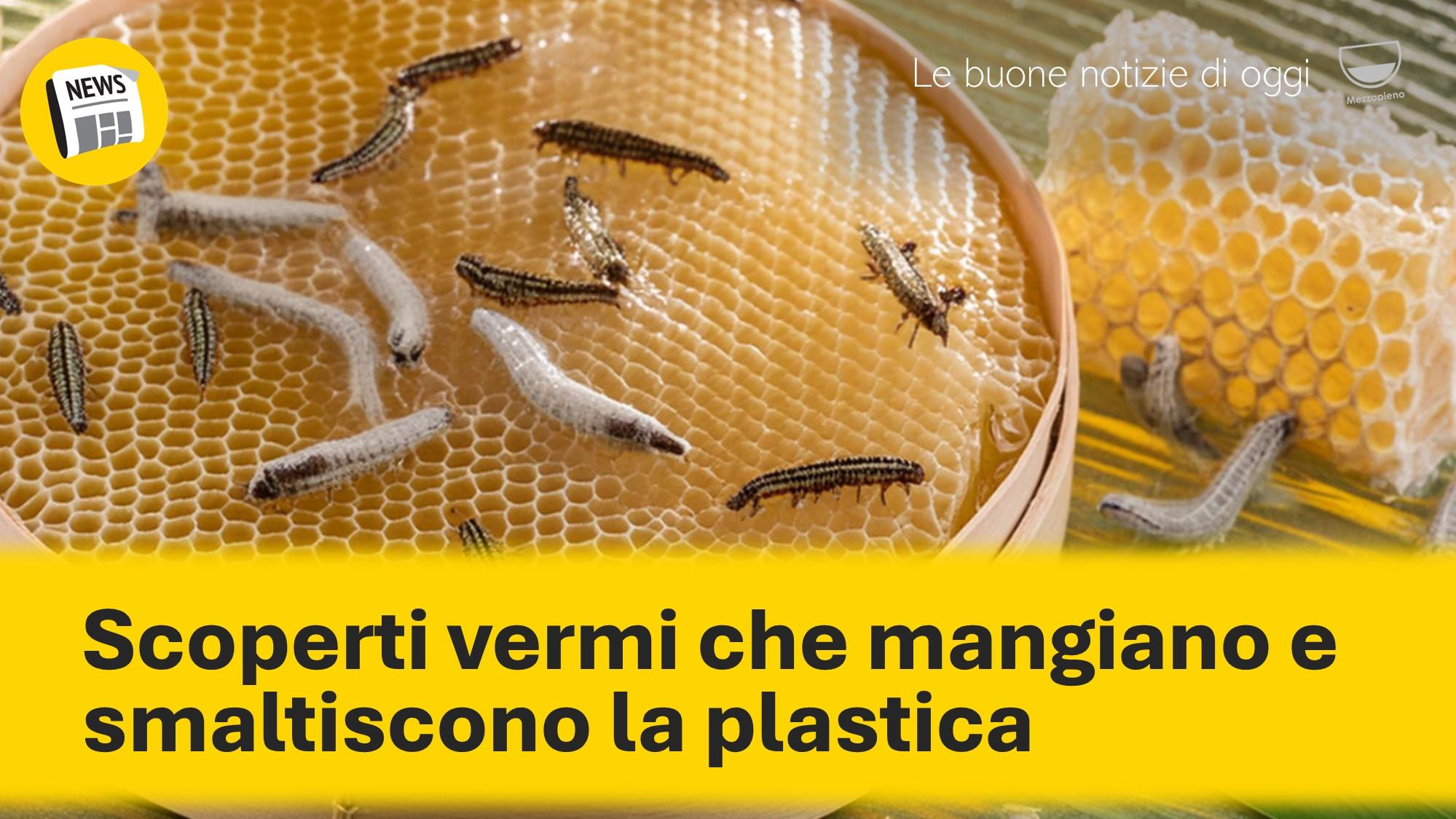 SCOPERTI VERMI CHE MANGIANO E SMALTISCONO LA PLASTICA